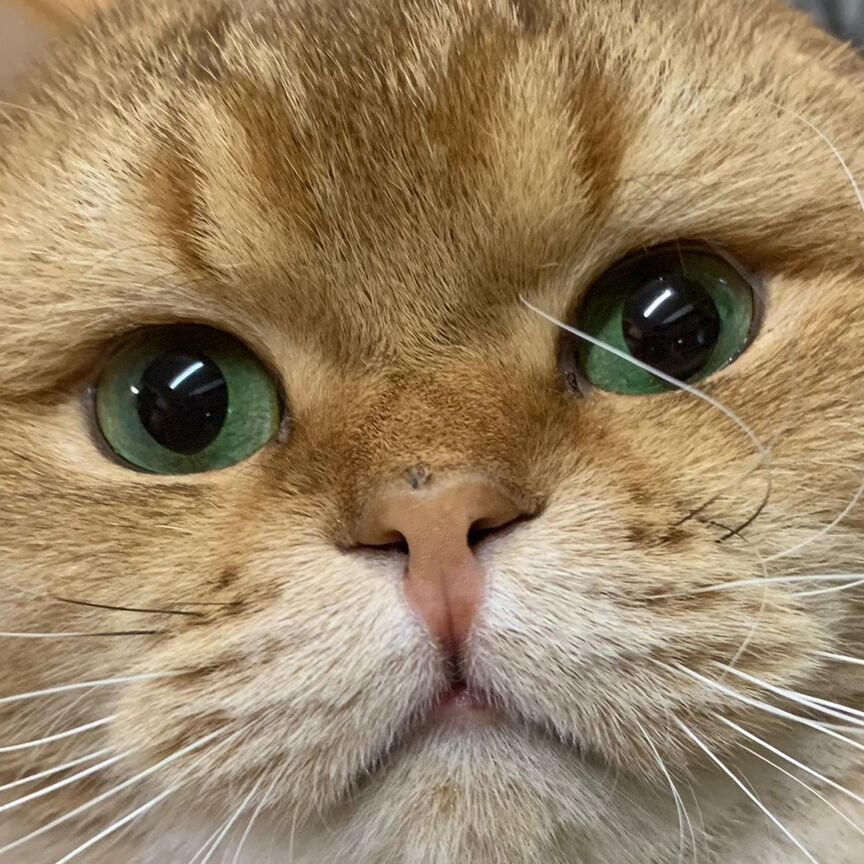 Шотландский вислоухий кот, шоколадное золото