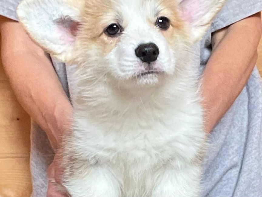 Щенки вельшкорги Пемброк