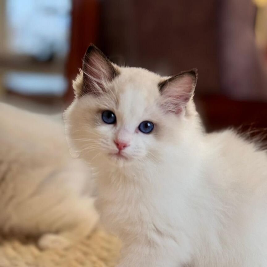 Котики Рэгдолл