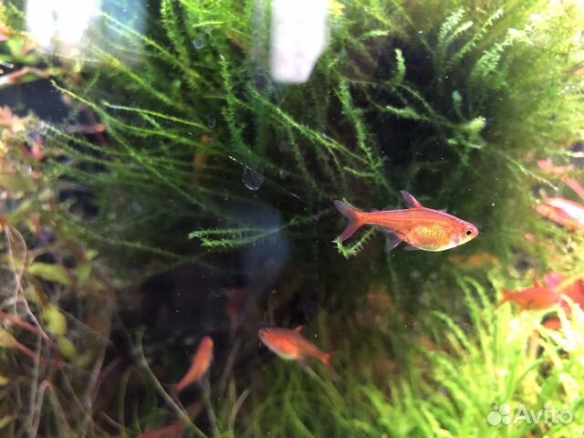 Тетра аманда