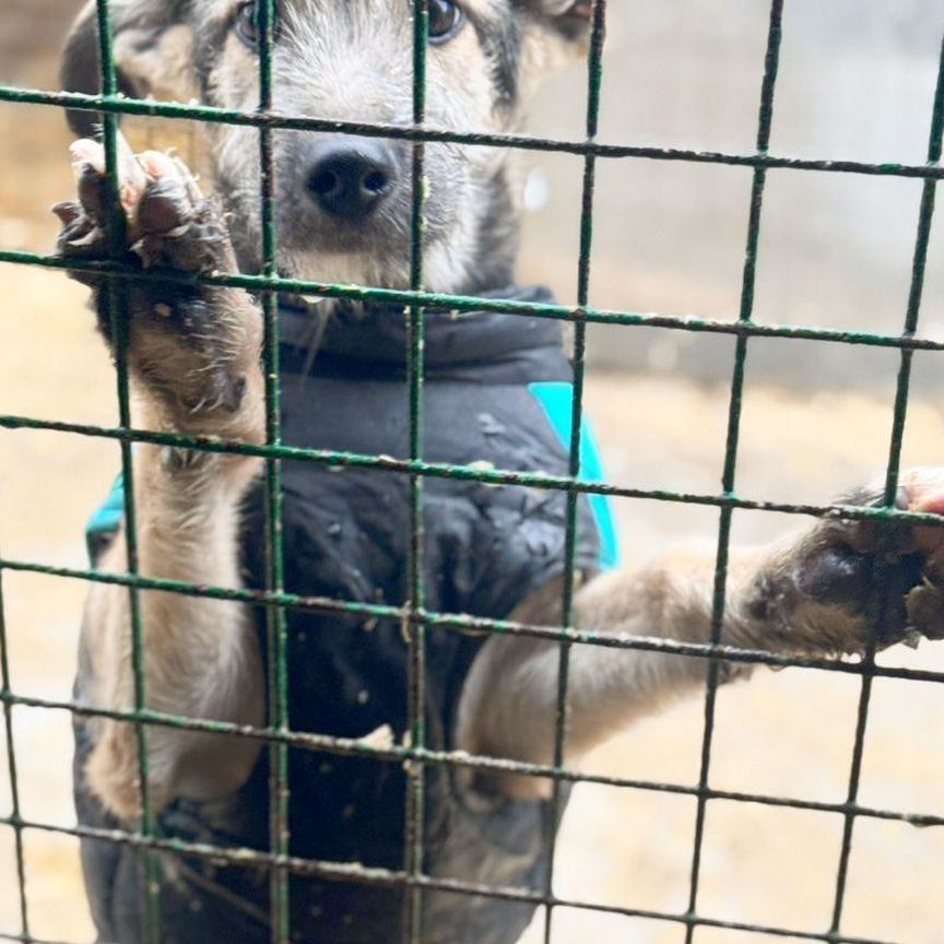 Крохотоный щенок хочет на ручки