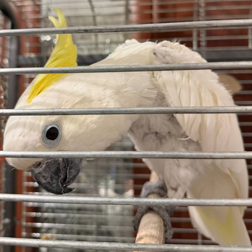 Попугай какаду