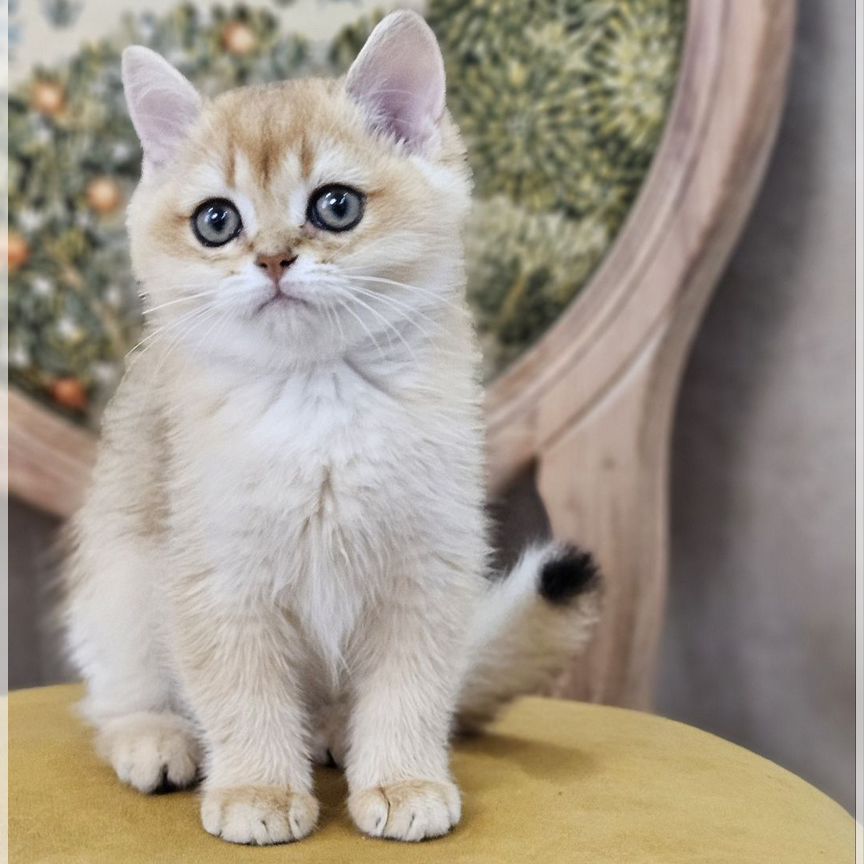 Котенок золотая шиншилла