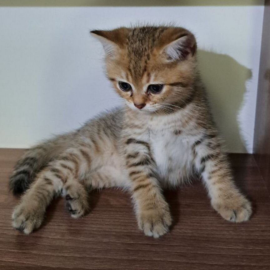 Шотландские вислоухие котята