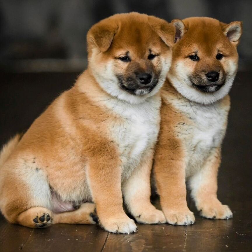 Щенки сиба ину