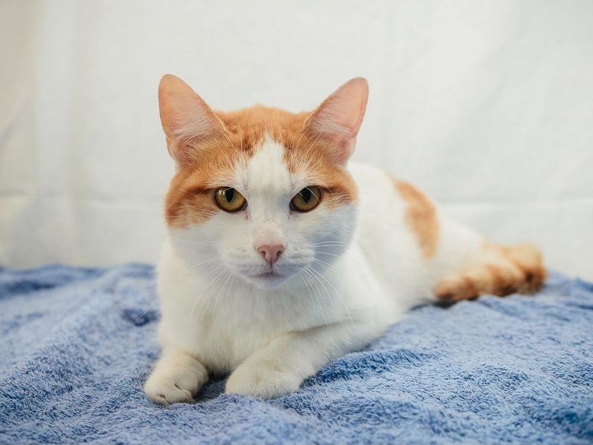 Кошка Маришка