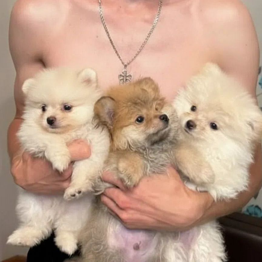 Померанский шпиц, щенок