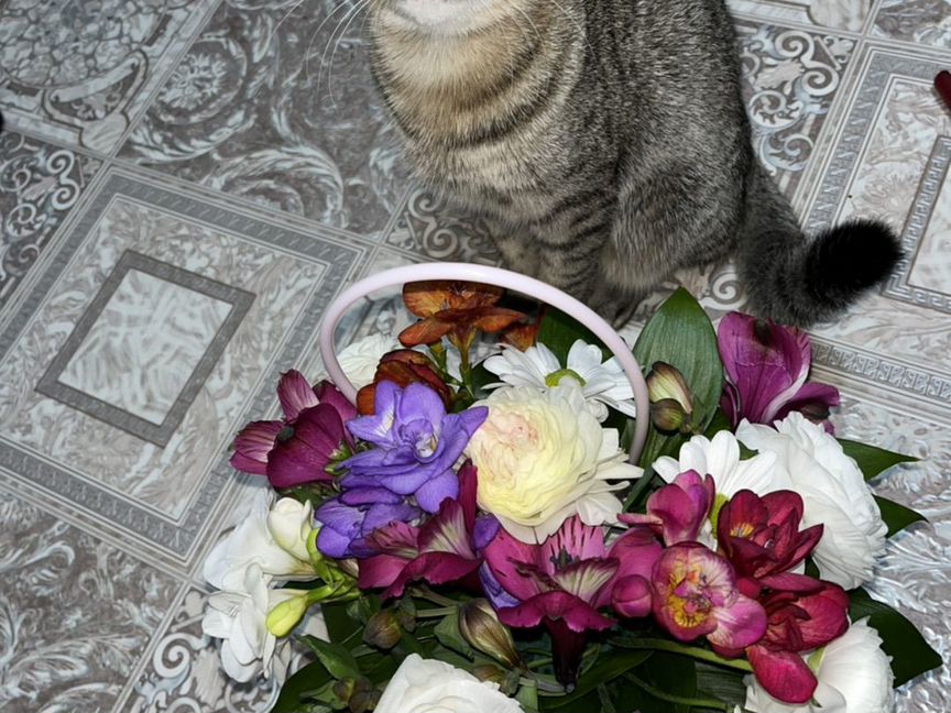 Молодая кошечка Кормящая мать