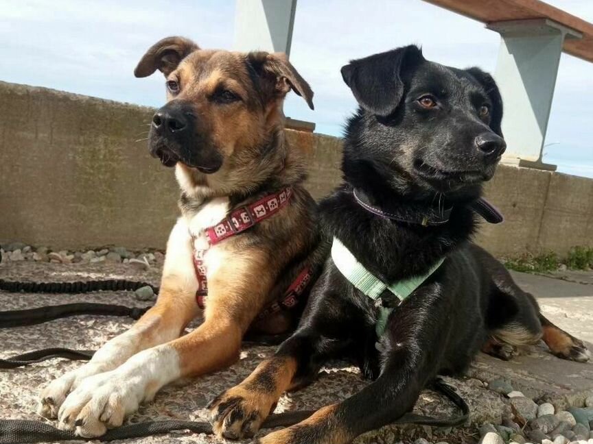 Собаки из приюта: небольшая контактная Черри