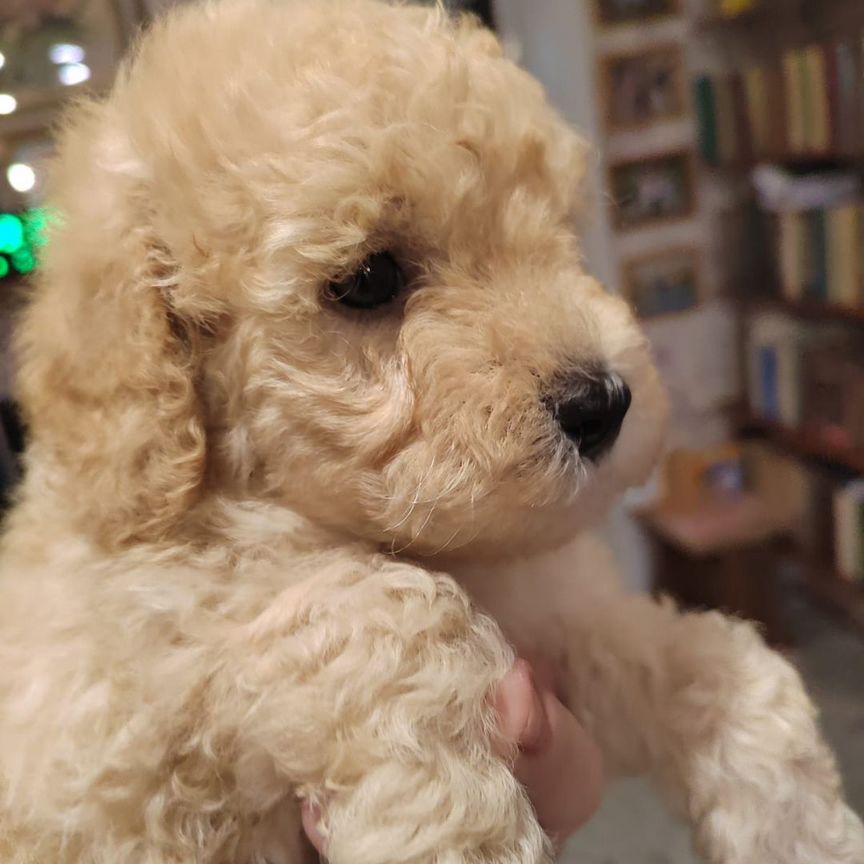 Карликовый пудель