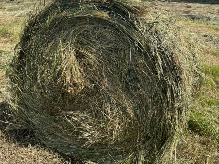 Сено луговое урожай 2023 года