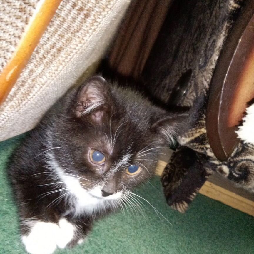 Маркиз котенок