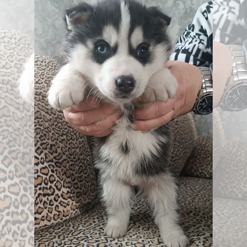 Сибирский хаски, щенок