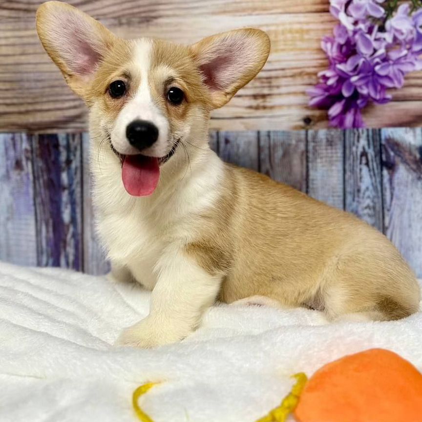 Вельш Корги Пемброк, щенок