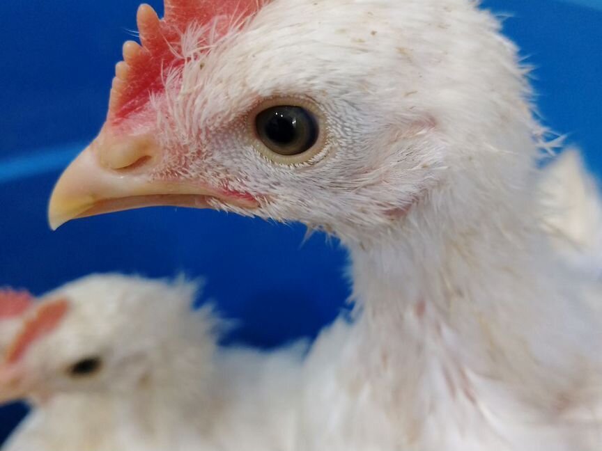 Петушки Декалб Уран