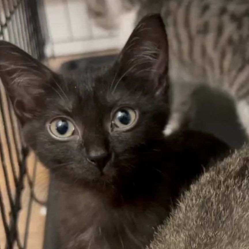 Черника 2,5 месяца девочка