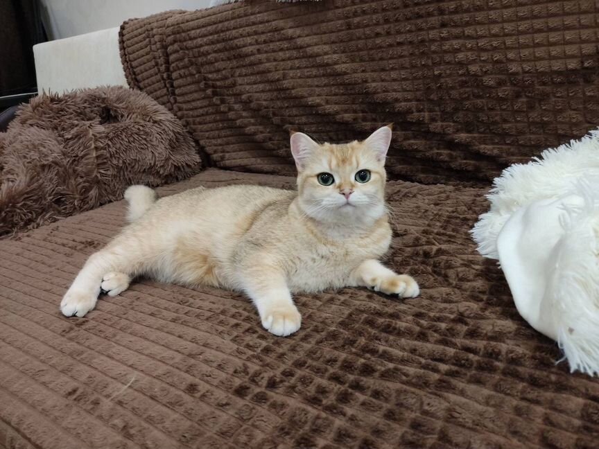 Кот золотистый шиншилла