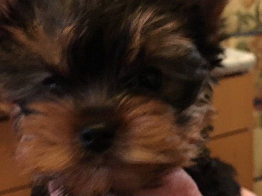 Йоркширский терьер