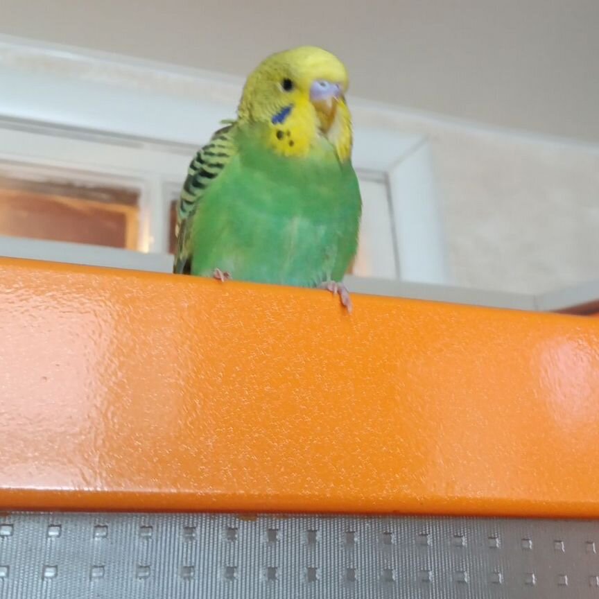 Птенцы волнистый попугай