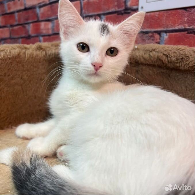 Котенок девочка Стеша 3 мес