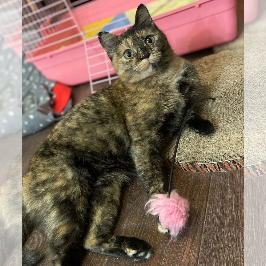 Трехцветная кошка в добрые руки