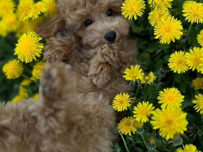 Той-пудель девочка