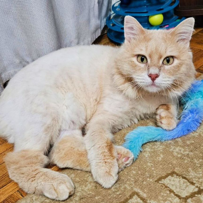 Кошка в дар бесплатно