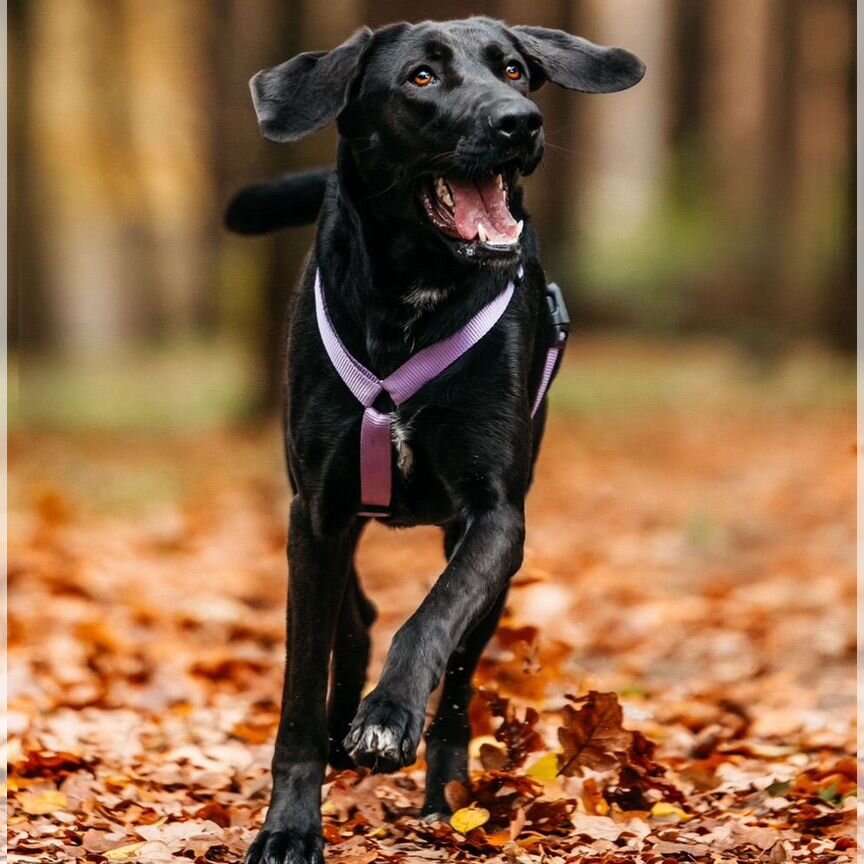 Взрослая собака от частного владельца