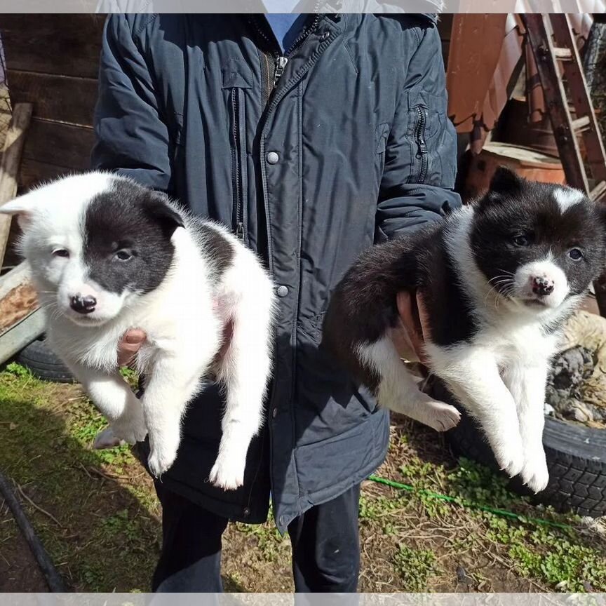 Русско-европейская лайка, щенок