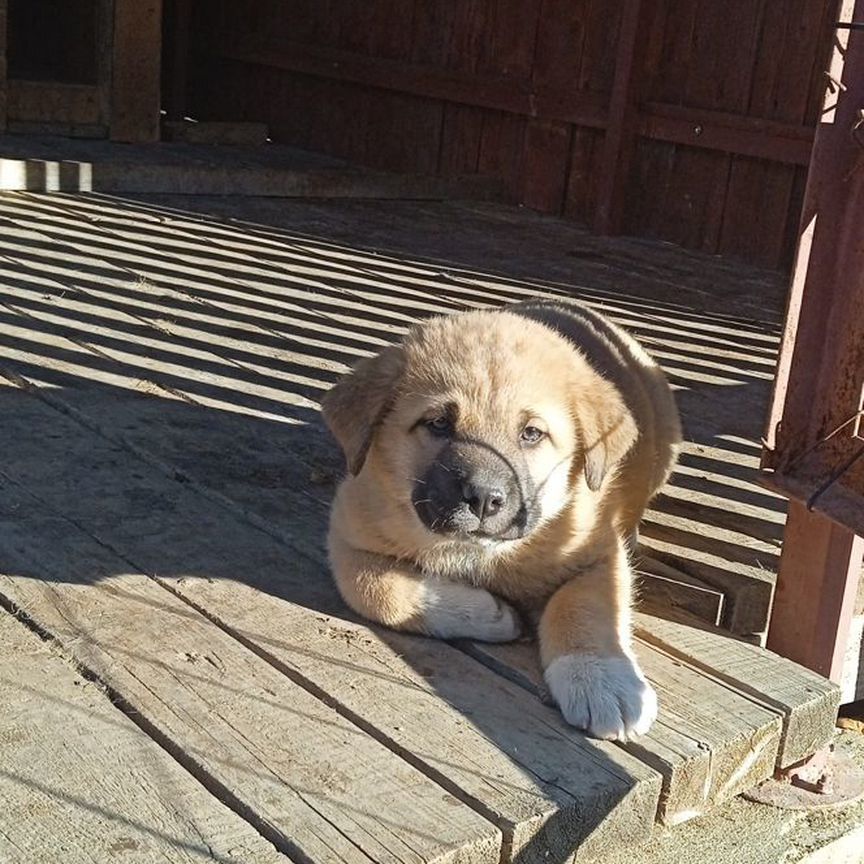 Отдам в хорошие руки щенка