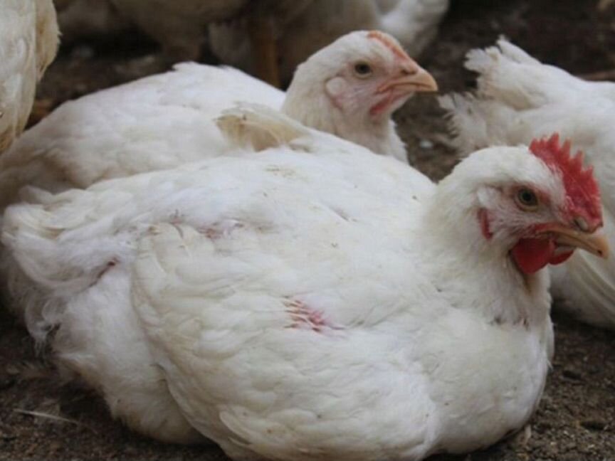 Куры бройлеры живым весом