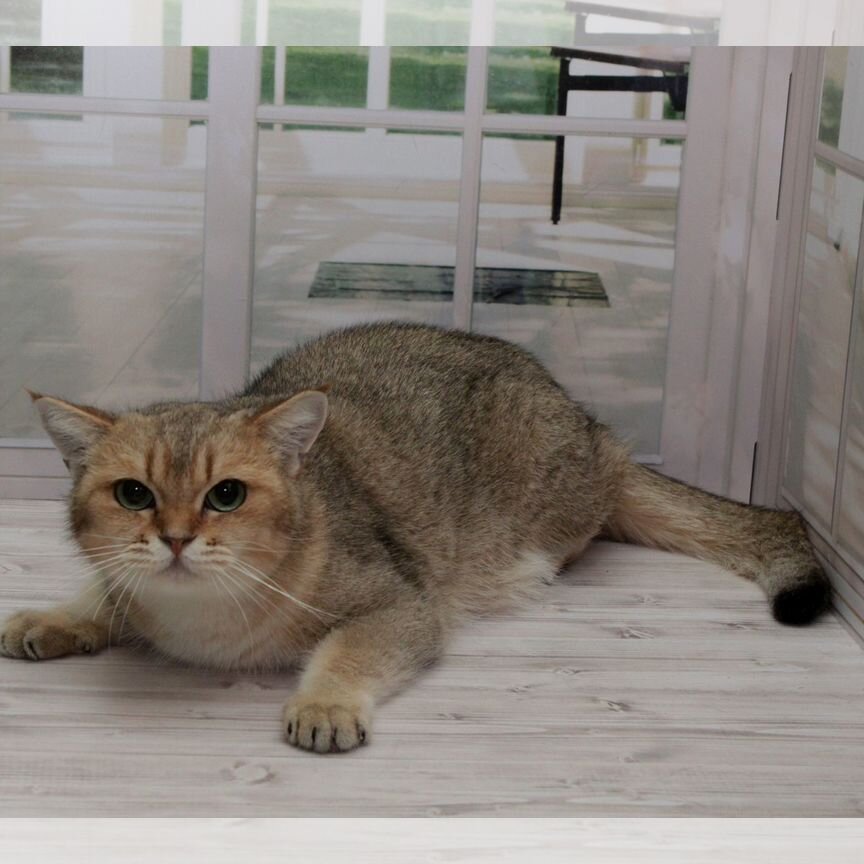 Британская короткошёрстная, взрослая кошка