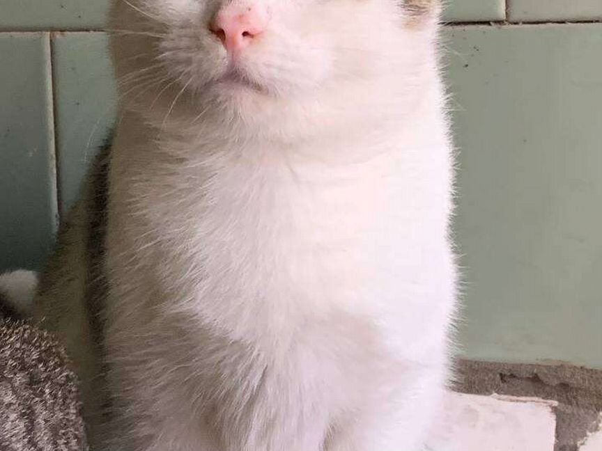 Кот в добрые руки