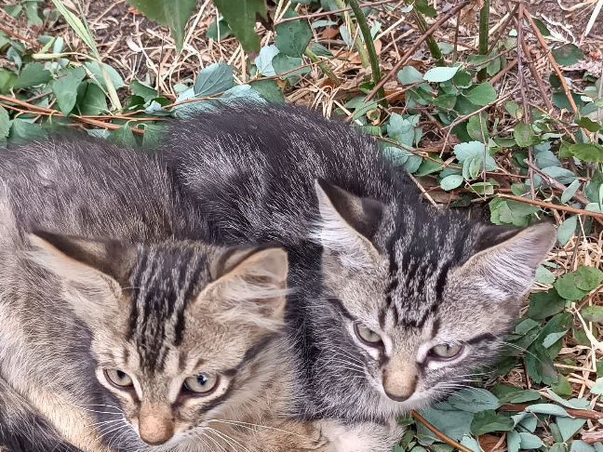 Котята в добрые руки бесплатно