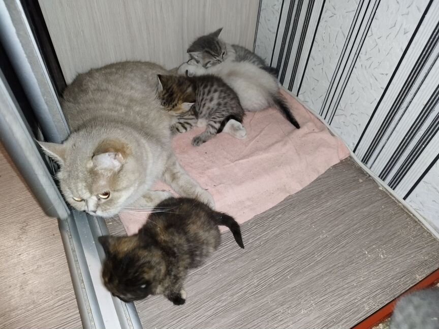 Котята от шотландской кошки