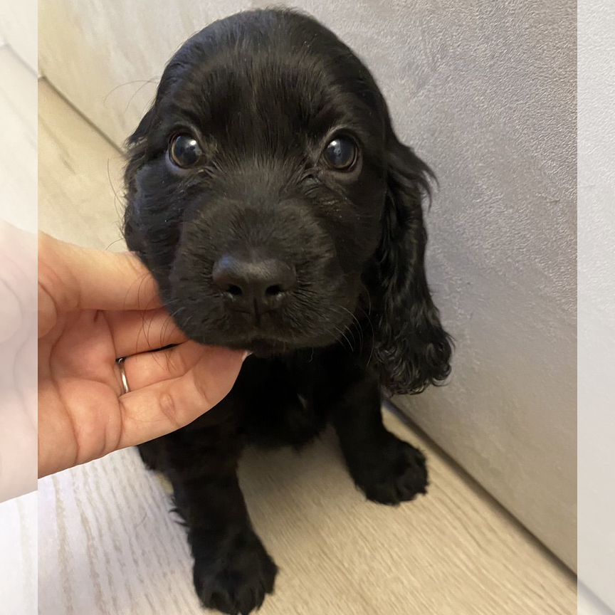 Английский кокер-спаниель, щенок