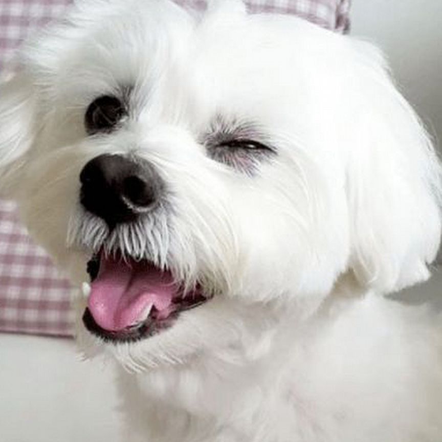 Мальчик мальтезе 7 месяцев