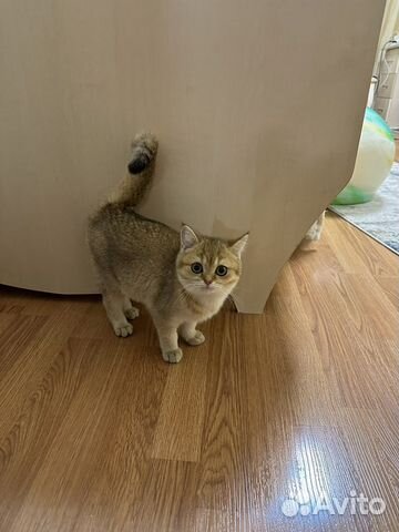 Шотландский золотой котенок