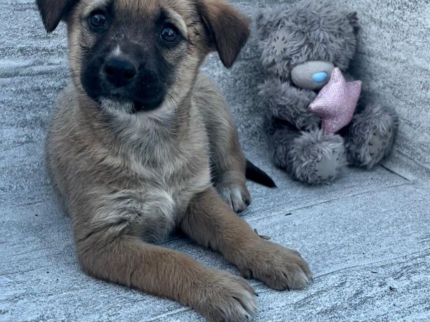 Щенок в добрые руки