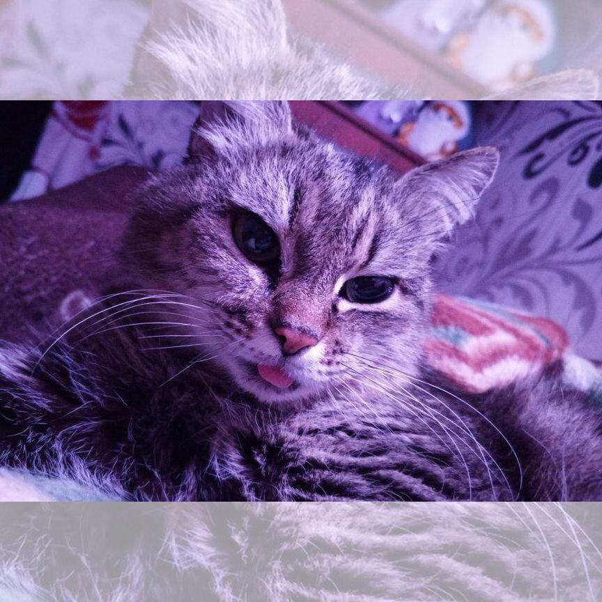 Отдам кошку в добрые руки