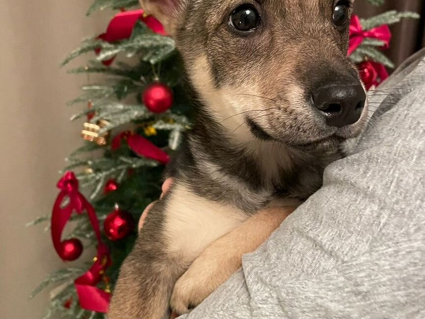 Щенок в добрые руки