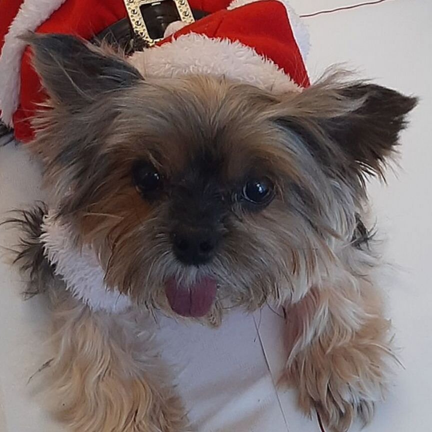 Одежда для маленьких собак xs