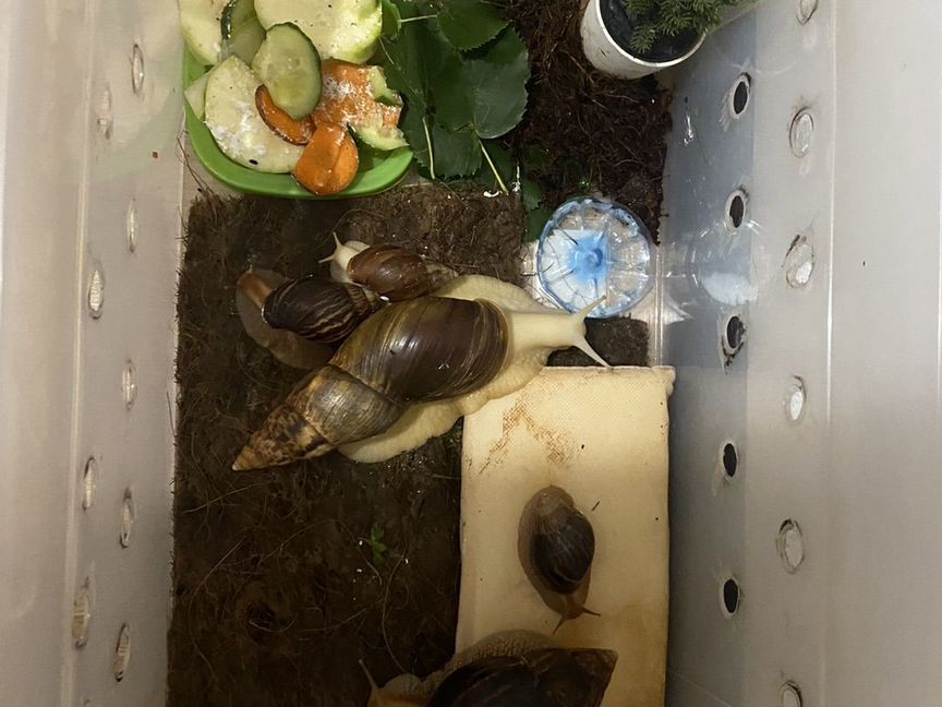 Улитята ахатины