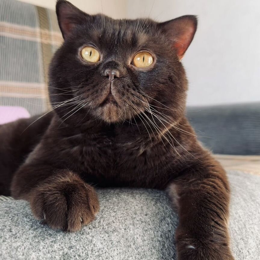 Британский кот