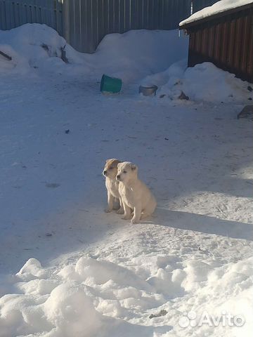 Собака алабай щенки