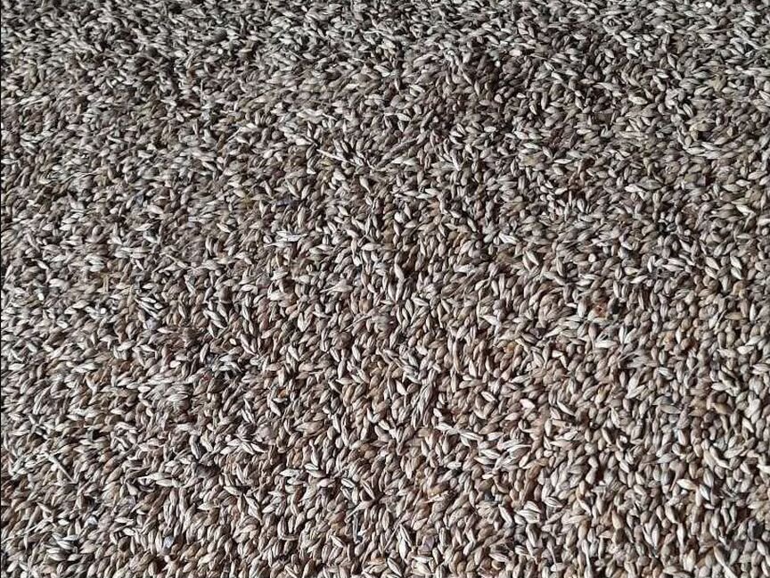 Гречиха, Кормовой овёс на корм/посев