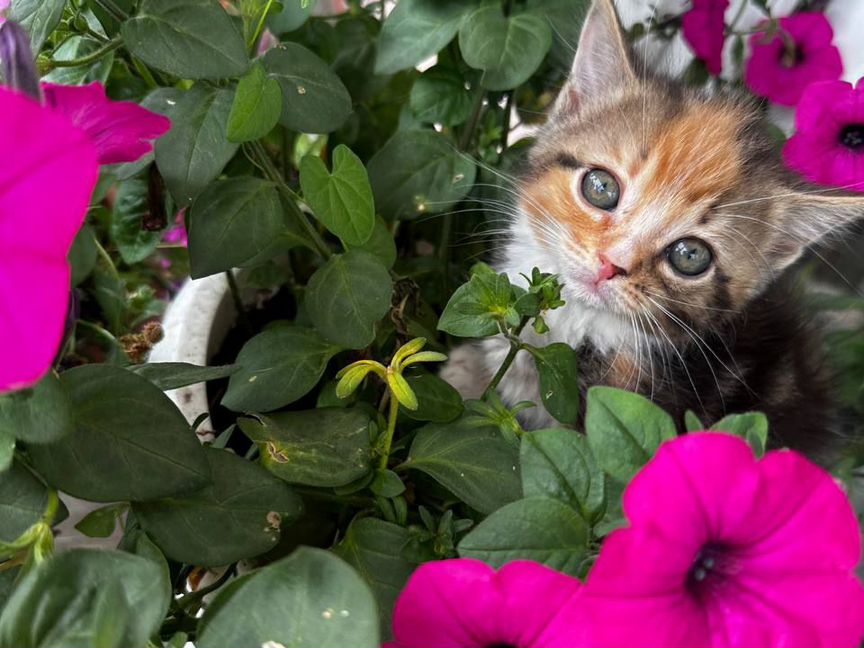Котята в добрые руки бесплатно мальчики и девочки