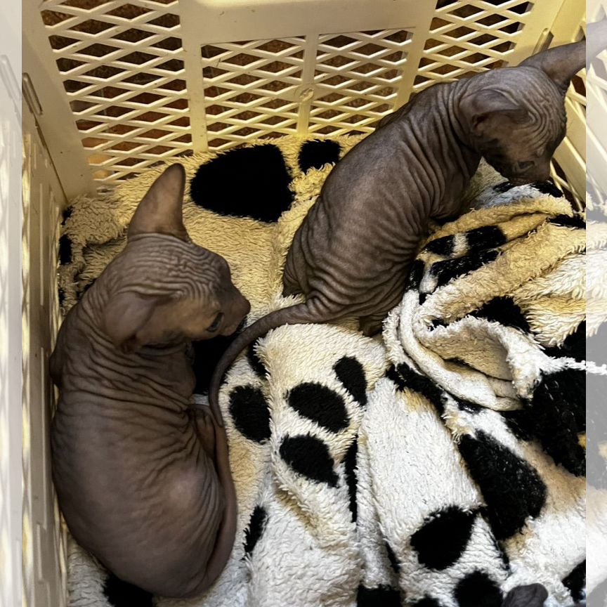 Донской сфинкс котёнок