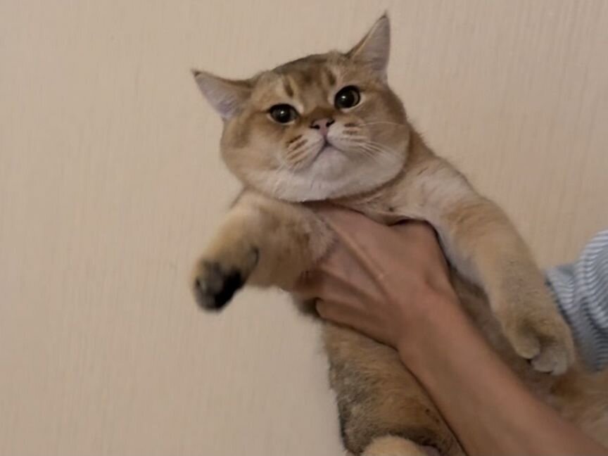 Породистый кот