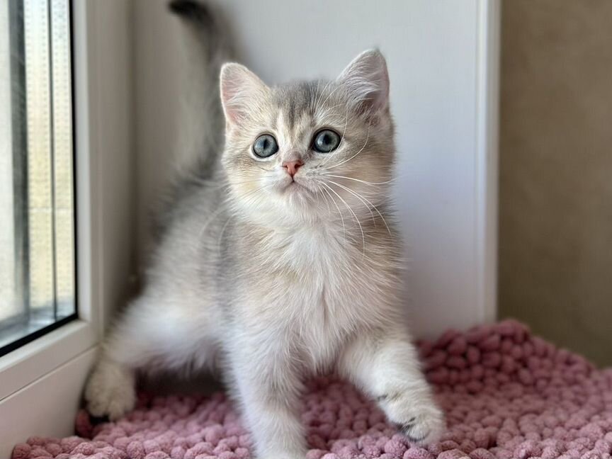 Кошечка голубая золотая шиншилла ау11